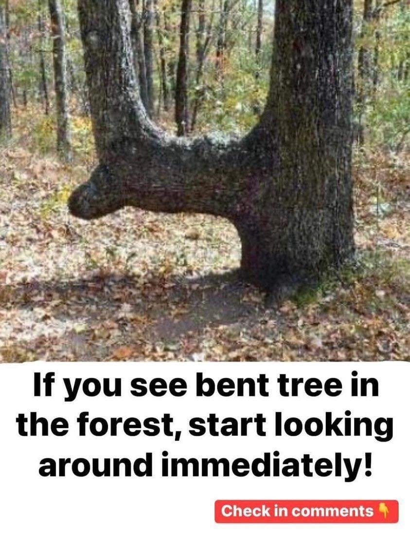 The Fascinating Tale of the Bent Trees That Guided Indigenous People ...