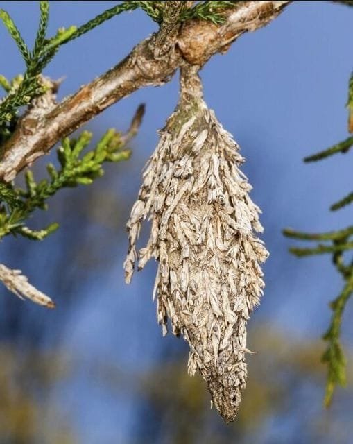 Saving Your Trees from the Devastating Evergreen Bagworm Infestation ...